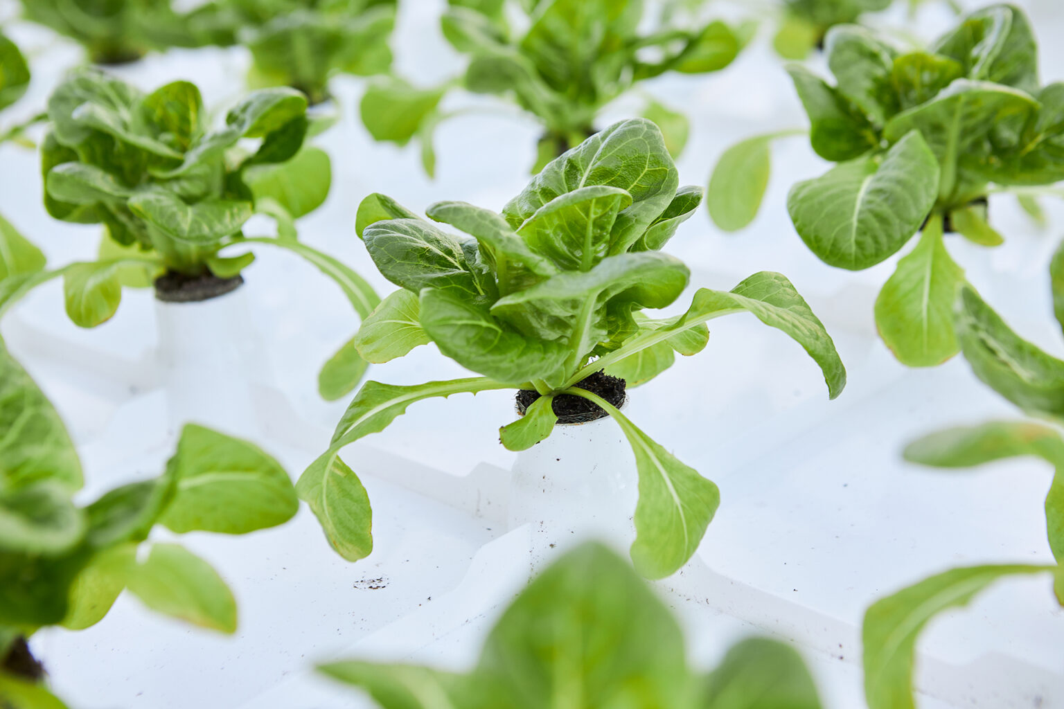 Home - Maan Biobased