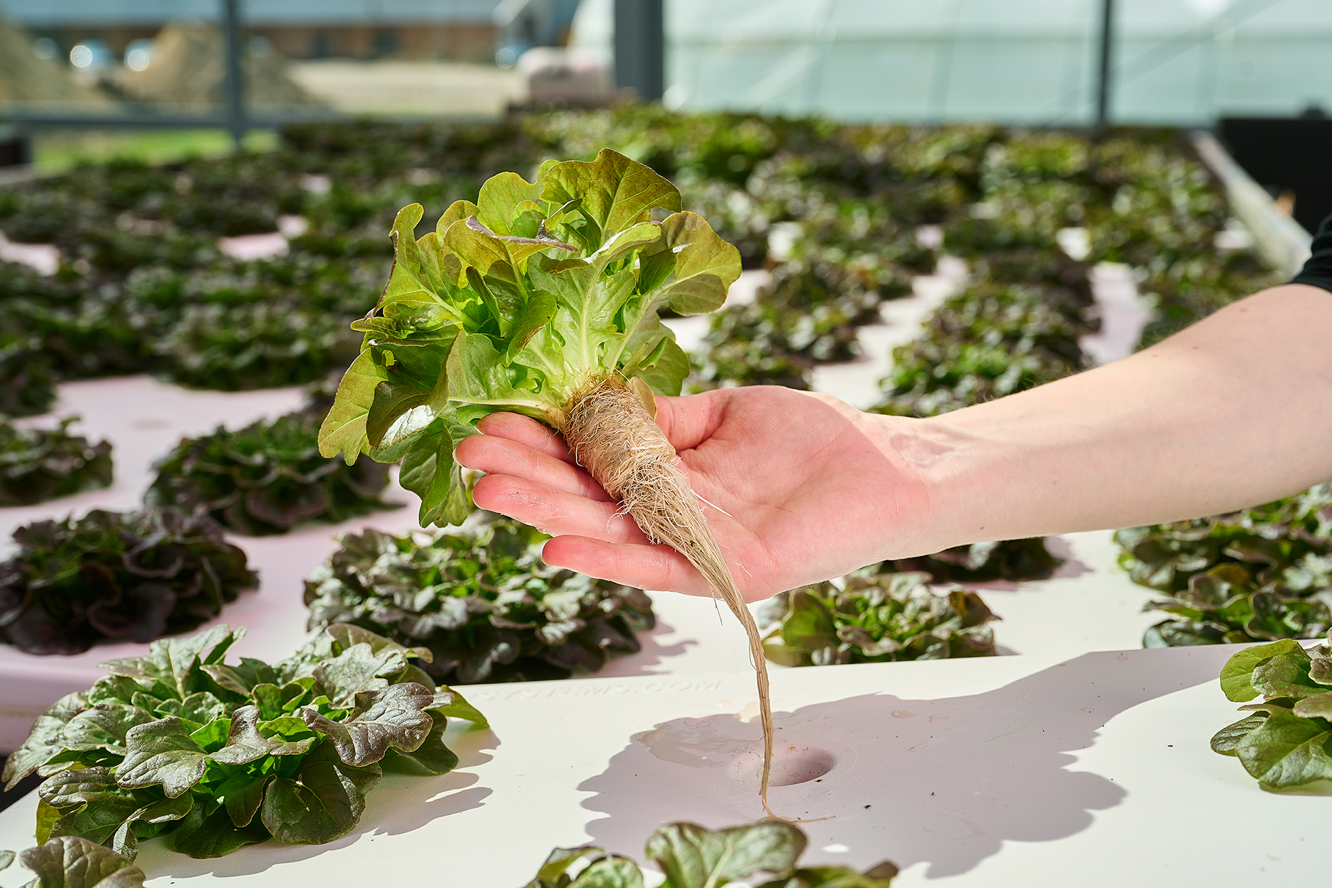 Europese OP-EFRO subsidie voor ontwikkeling innovatie - Maan Biobased